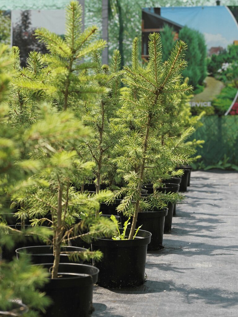 Fidan yetiştiriciliği Green Service, Almatı eyaleti, foto