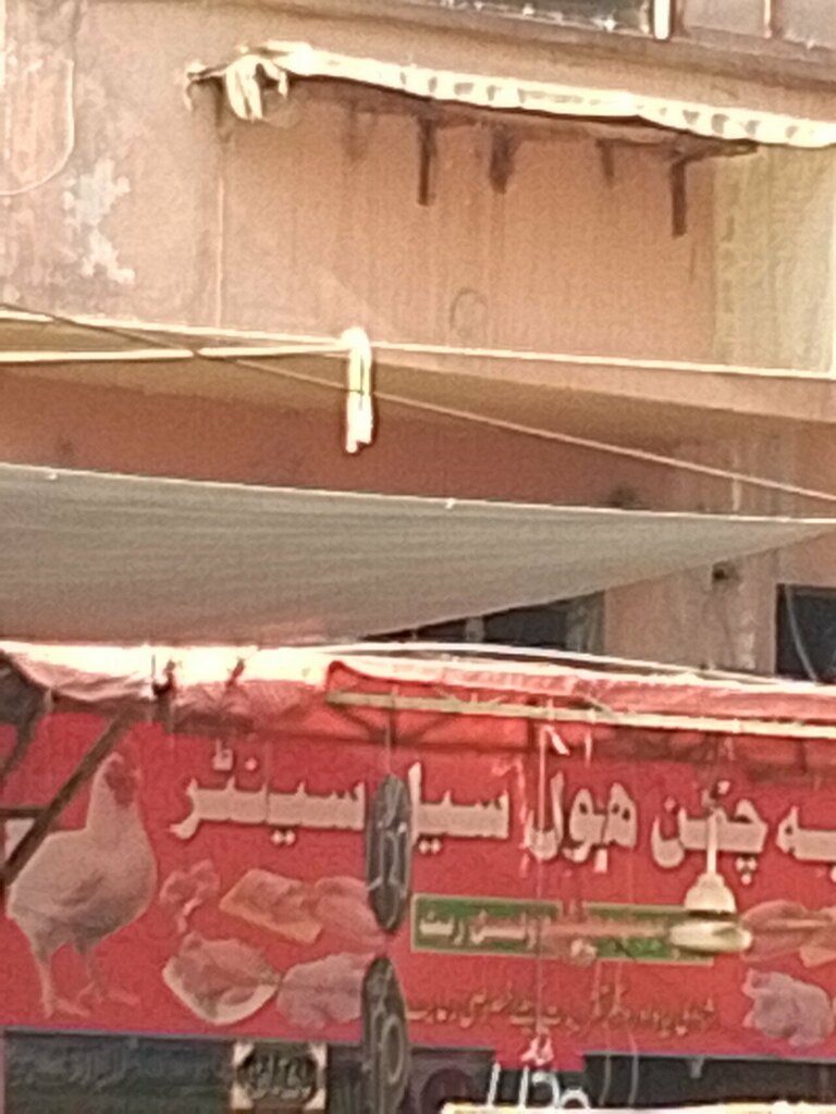 Kanatlı hayvan ürünleri ve yumurta Raja chicken wholesa, Karaçi, foto