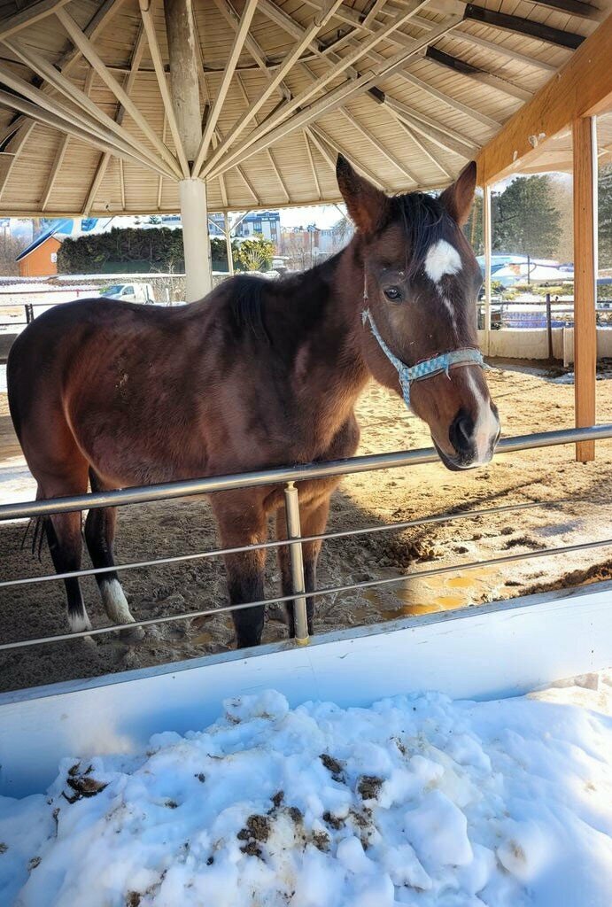 At ve binicilik kulüpleri Çekmeköy Atlı Binicilik Kulübü, İstanbul, foto