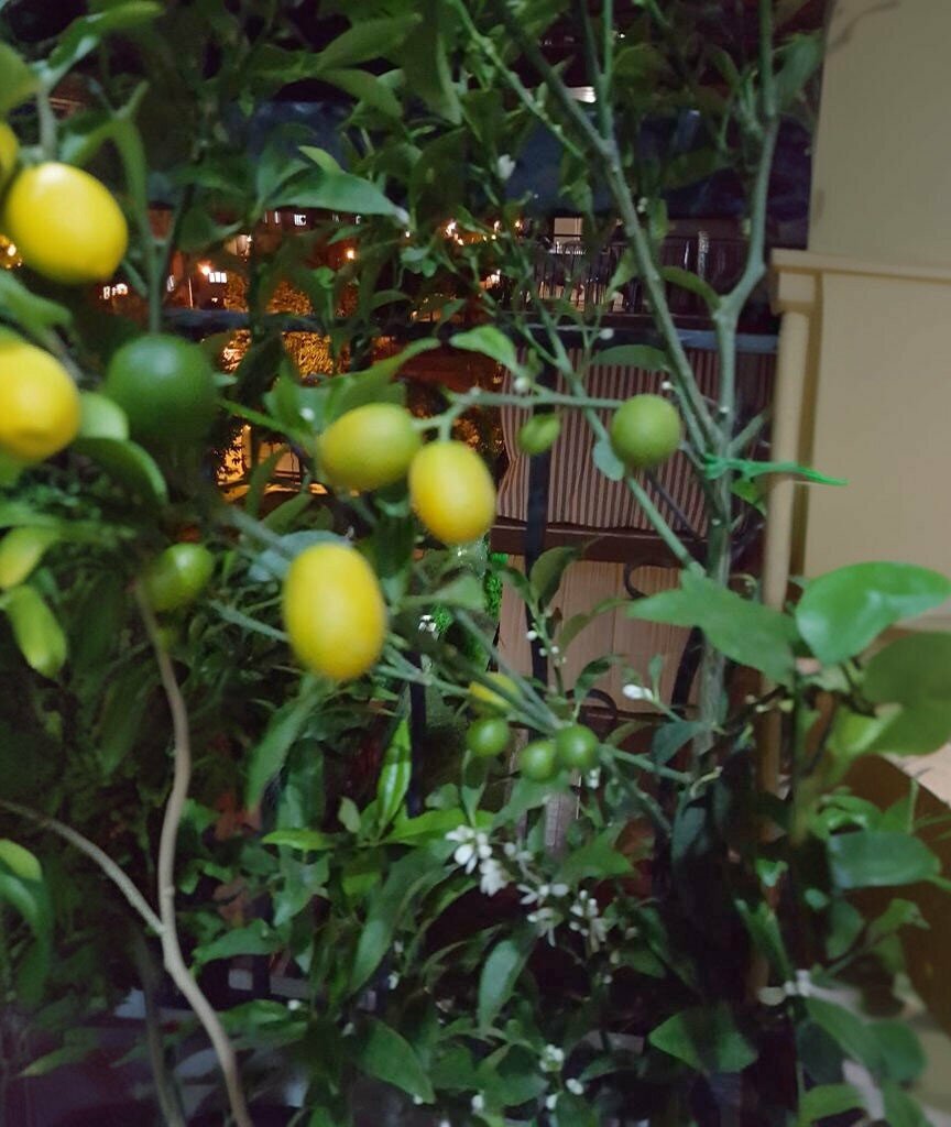 Kültür ve eğlence parkları Yedi Eylül Efeler Derneği, Efeler, foto
