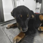 Özterapi Veteriner Kliniği (Manisa, Salihli, Eski Cami Mah., 38. Sok.), veteriner klinikleri  Salihli'den