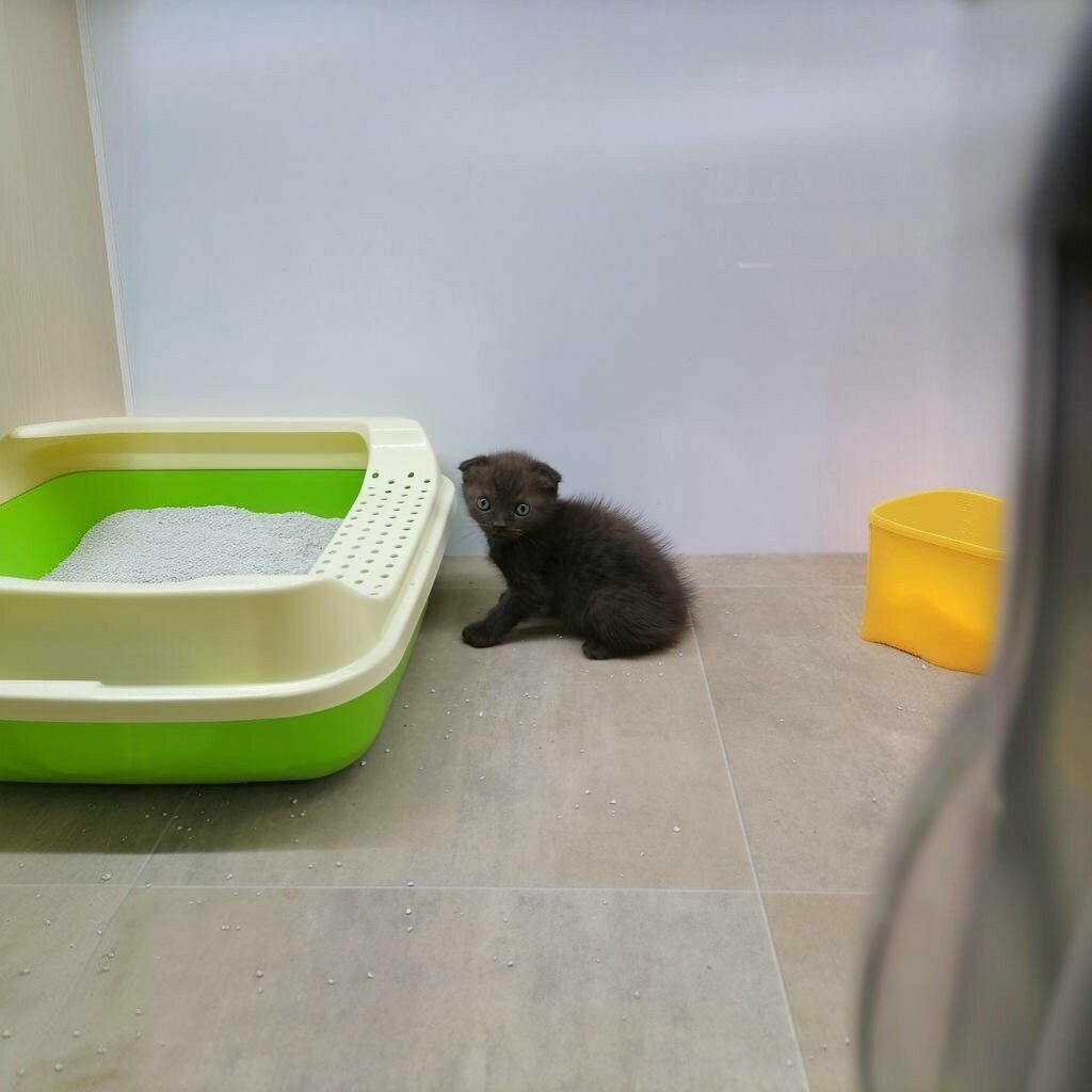 Petshop Klas Pet Shop, Altınordu, foto