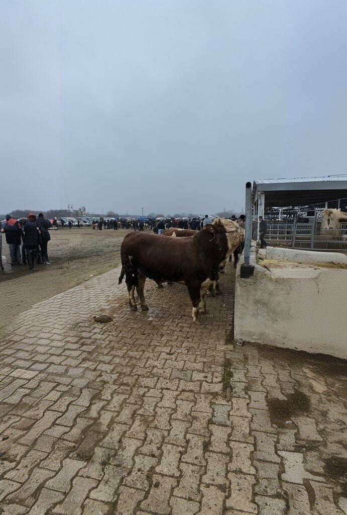 Pazarlar ve çarşılar Kelkit Hayvan Pazarı, Kelkit, foto