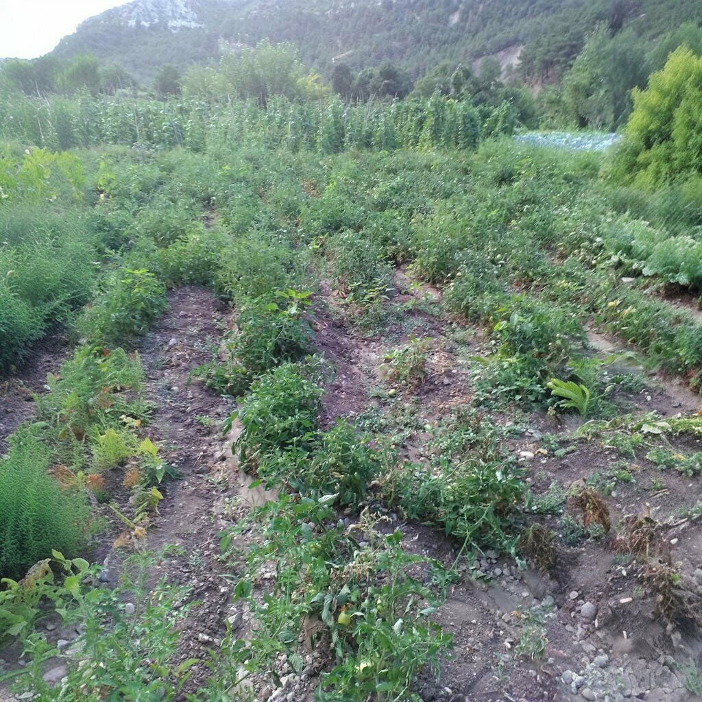 Muhtarlıklar Mutluca Köy Muhtarlığı, Niksar, foto