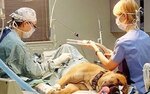 Ümraniye, Vet23 Veteriner Kliniği (İstanbul, Ümraniye, Tezcan Cad., 5C), veteriner klinikleri  İstanbul'dan