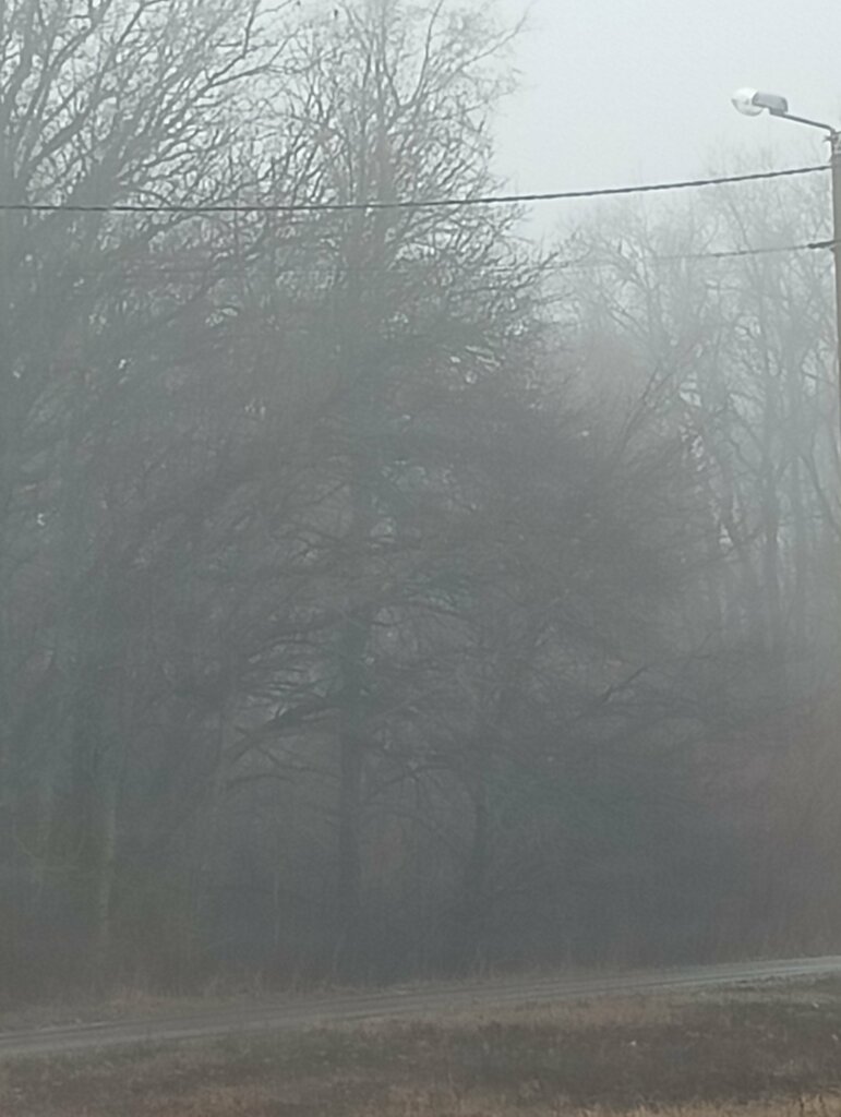 Orman Урочище Бархатное, Belgorodskaya oblastı, foto