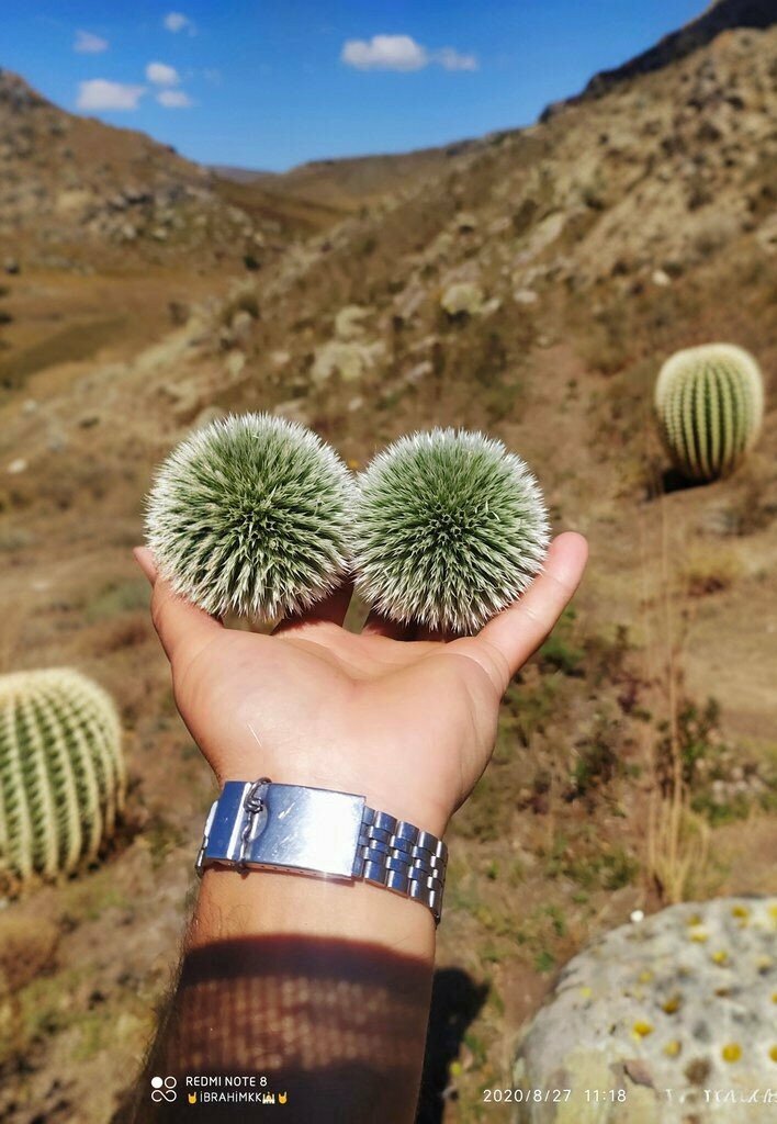 Muhtarlıklar Akmazdam Köy Muhtarlığı, Arpaçay, foto