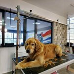 Neige Pet Shop ve Pet Kuaför (Ankara, Etimesgut, Bağlıca Mah., Mermeroğlu Cad., 69/1), evcil hayvan kuaförleri  Ankara'dan