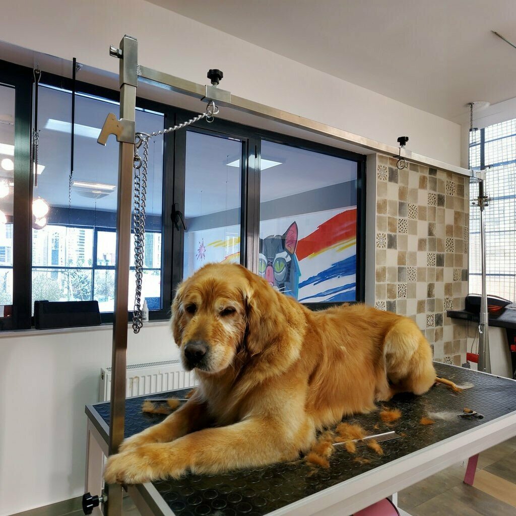 Evcil hayvan kuaförleri Neige Pet Shop ve Pet Kuaför, Ankara, foto