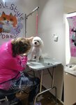 Pet Kuaför by İnna Aydıner (İzmir, Urla, Yelaltı Mah., Kısmet Sok., 30), evcil hayvan kuaförleri  Urla'dan