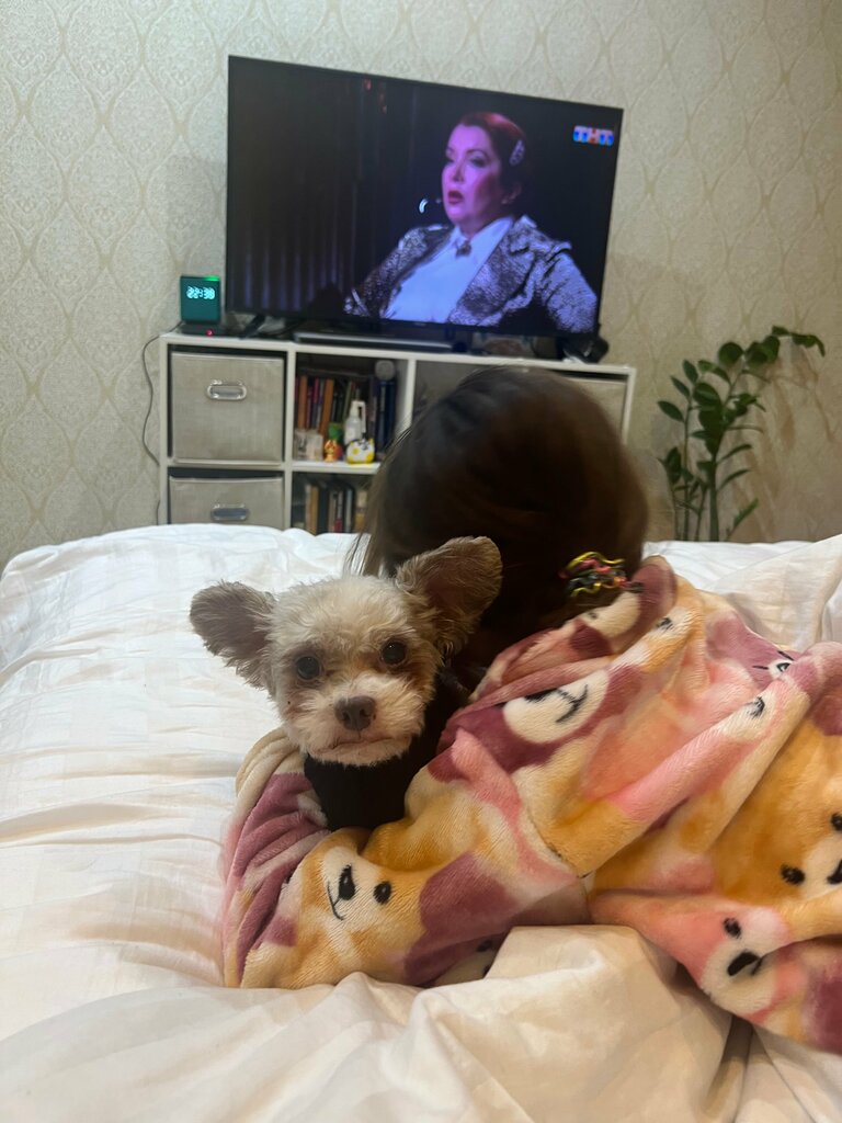 Evcil hayvan kuaförleri День груминга, Volgograd, foto