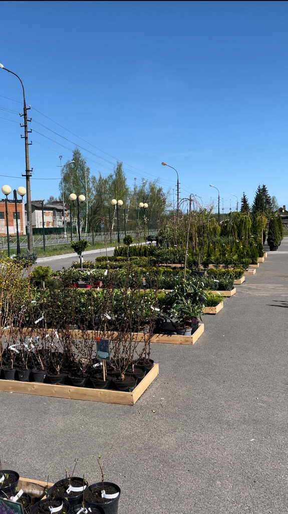 Bahçecilik mağazaları Псковский Сад, Pskovskaya oblastı, foto