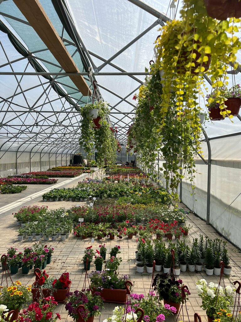 Sera ve bahçe ürünleri Tsvety-tut, Kazan, foto