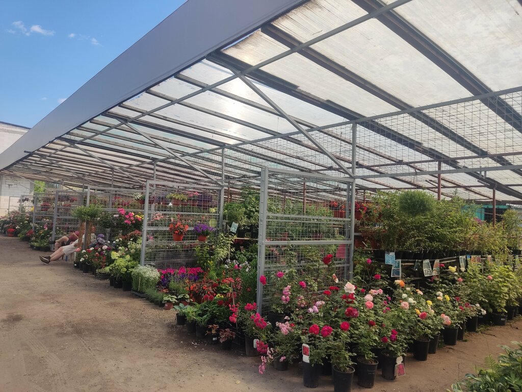 Sera ve bahçe ürünleri Садовый дворик, Moskova ve Moskovskaya oblastı, foto