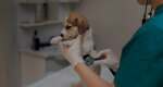Vetcom Veteriner Kliniği (Yelaltı Mahallesi Argın Sokak No:4A 1. Noter Arkası Urla/İZMİR), veteriner klinikleri  Urla'dan
