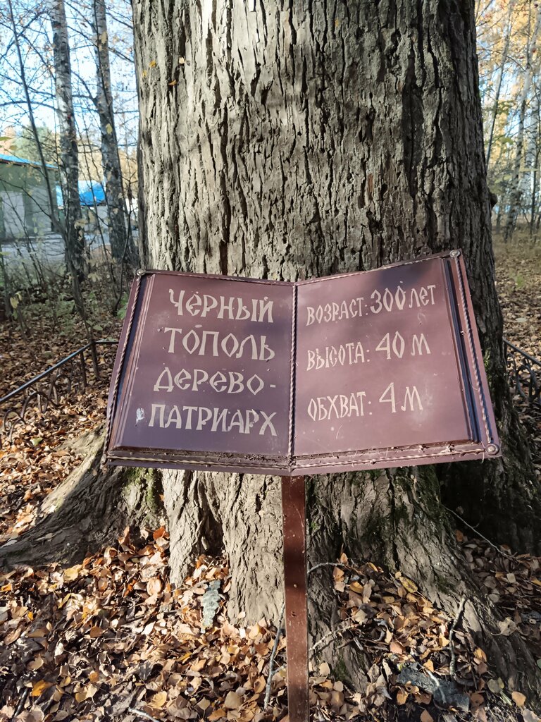 Doğa Чёрный тополь Патриарх, Yaroslavskaya oblastı, foto