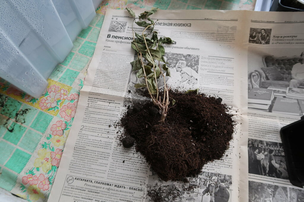 Fidan yetiştiriciliği Садовые Ноты, Tverskaya oblastı, foto