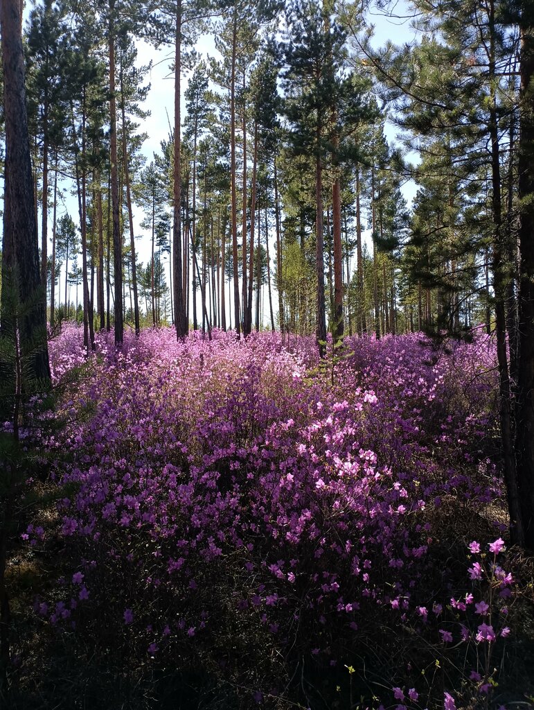 Orman işleri Tajjchel-petrovsk-zabajjkal'skijj Zao, Petrovsk‑Zabaykalski, foto