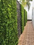 Césped Perú (Distrital Barranco, Calle Teodosio Parreño, 115), sera ve bahçe ürünleri  Lima Bölgesi'nden