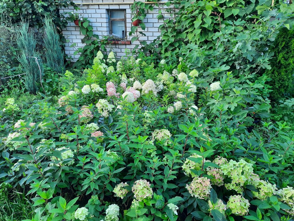 Fidan yetiştiriciliği Питомник растений, Tataristan, foto