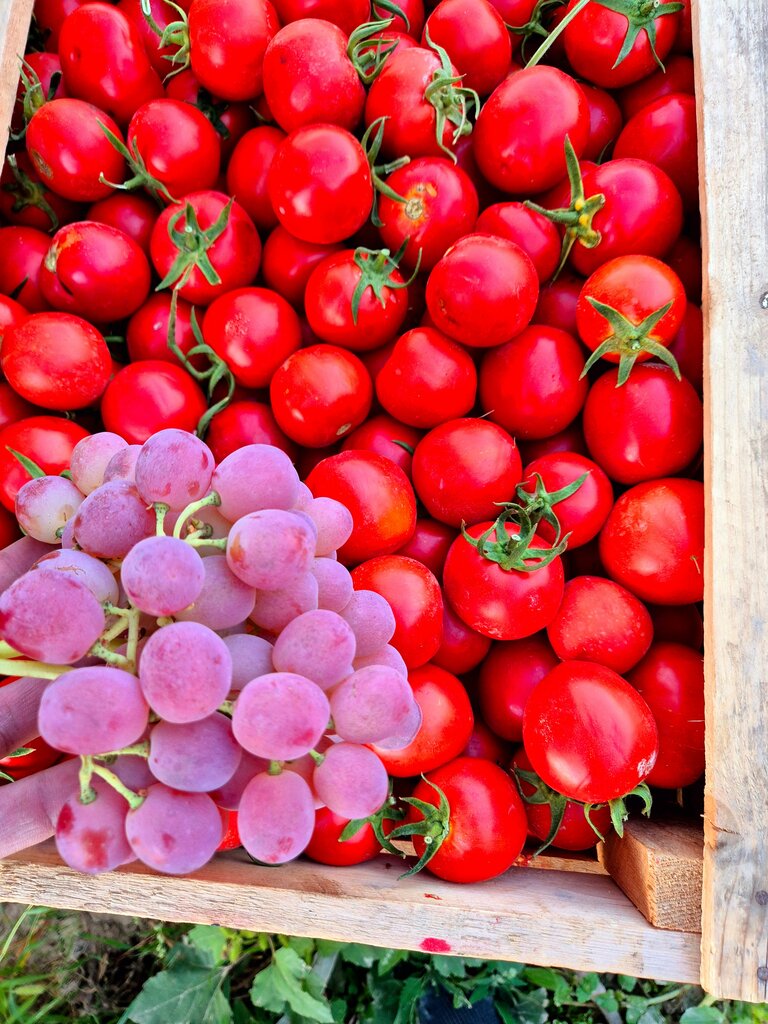 Toptan sebze ve meyve satışı Isfayramsoy xolodilnik, Fergana eyaleti, foto