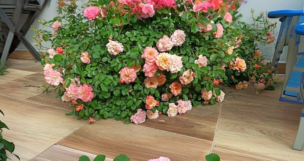 Fast food Balkon Burger, Şile, foto