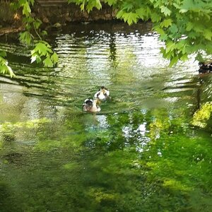 Ilıcaksu Sarıkız Kaynağı (Kütahya, Domaniç, Çukurca Beldesi, Ilıcaksu Mah.), su parkı  Domaniç'ten