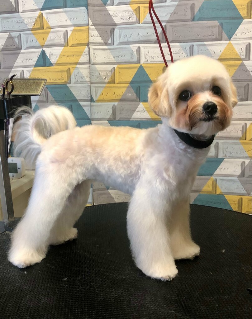 Evcil hayvan kuaförleri Домашний грумер, Odintsovo, foto