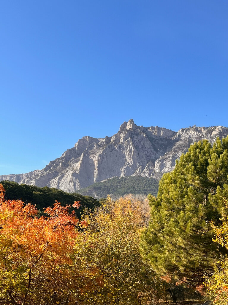 Bahçe Сад киви, Kırım Cumhuriyeti, foto