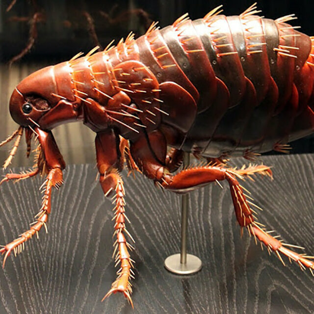 Haşere ilaçlama firmaları Glavdezcentr, Samara, foto