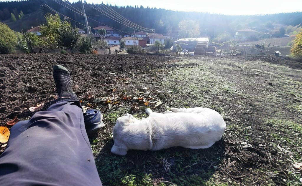Muhtarlıklar Maltepe Köy Muhtarlığı, Çan, foto