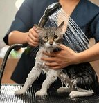 Panthers Pet Grooming (29, 19A Street, Port Saeed, Deira, Dubai), evcil hayvan kuaförleri  Dubai'den