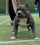 Strong Bully Company (ulitsa Astrakhanskikh Pozharnykh No:25, Astrakhan), evcil hayvan yetiştiricileri  Astrahan'dan