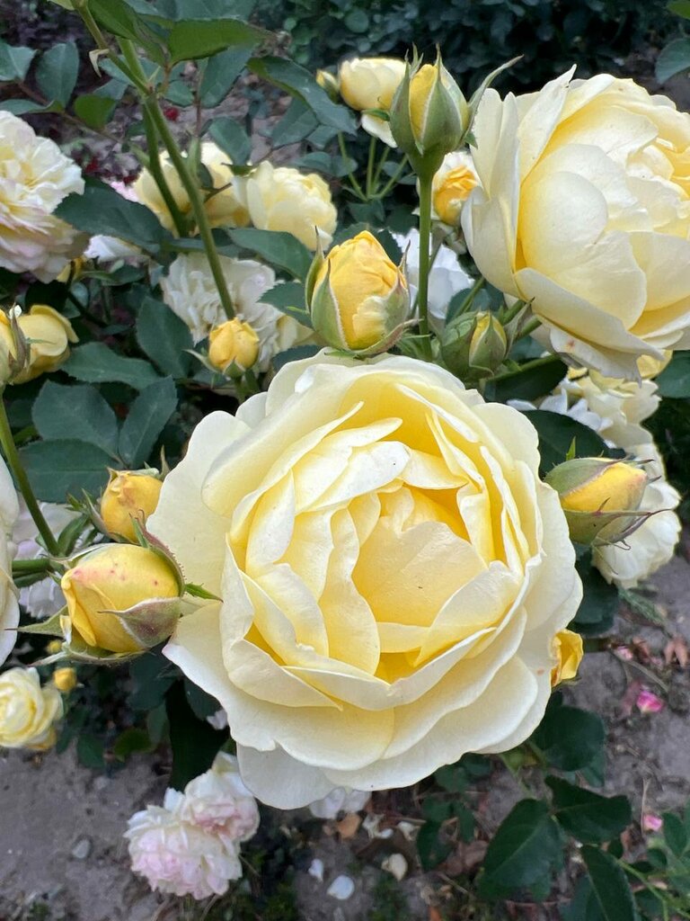 Çiçekçiler Rozy Vashej Mechty, Volgograd, foto