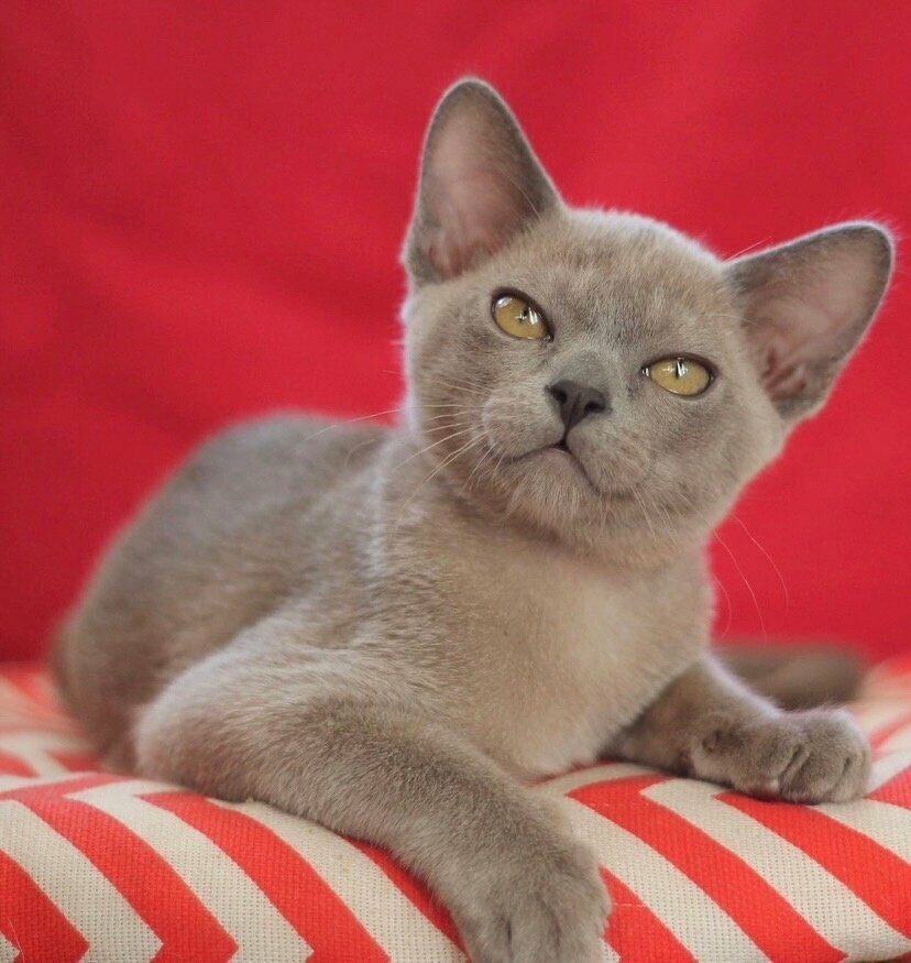 Evcil hayvan yetiştiricileri Levarin, Karelya, foto