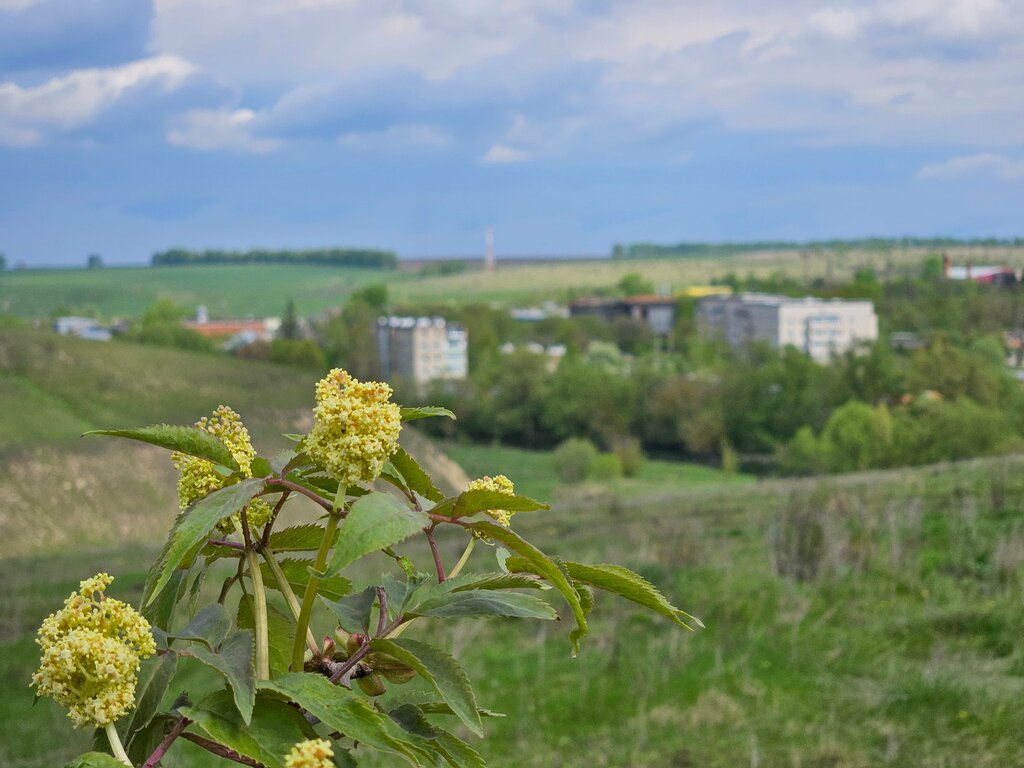 Doğa Геологическое обнажение Белая гора, Tulskaya oblastı, foto