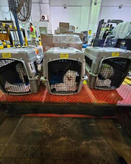 Petshop Travel Pet Express, Dubai, foto