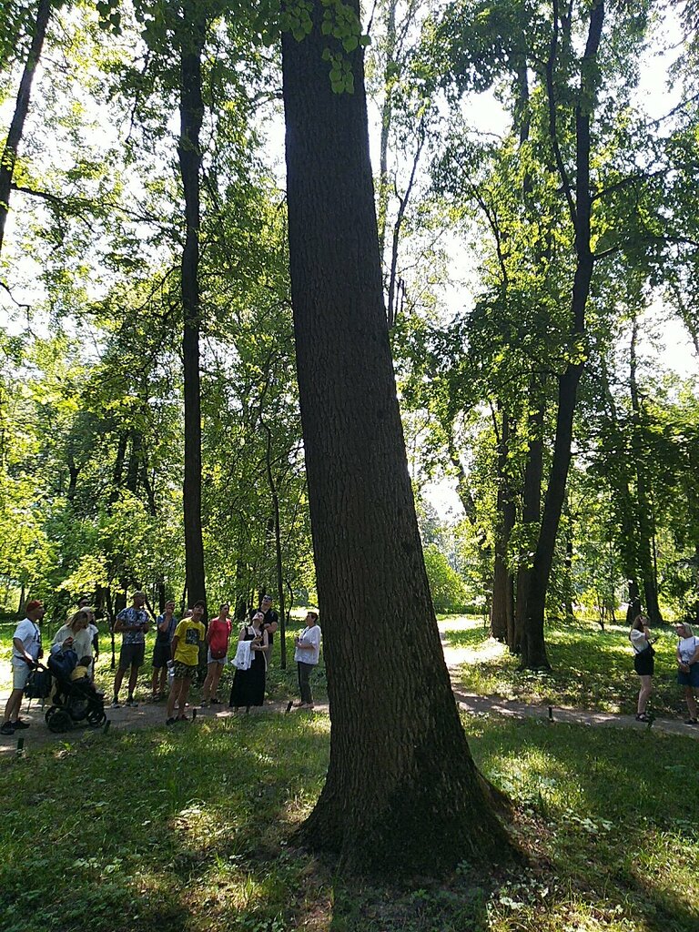 Orman Чепыж, Tulskaya oblastı, foto