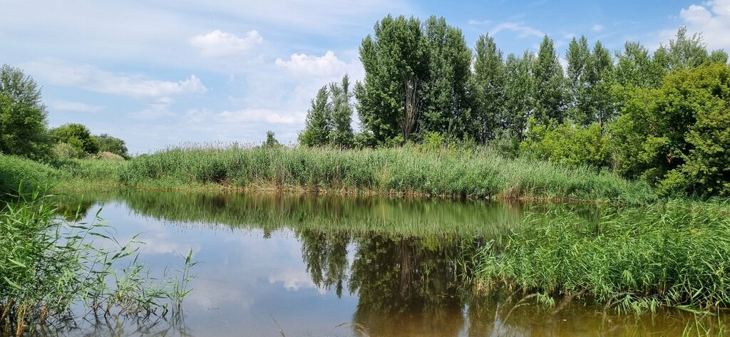Parklar ve ormanlar Солдатский лес, Volgogradskaya oblastı, foto