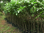 Naturaleza Supermercado De Plantas (Santa Cruz de la Sierra, Distrito Municipal 2, Avenida Paraguá), fidan yetiştiriciliği  Santa‑Krus'tan