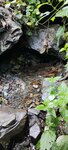 Spring, stream (Krasnodar Territory, Sochi Resort City Urban District, Krasnaya Polyana Resort, Beshenka River), pınar, çay  Soçi'den