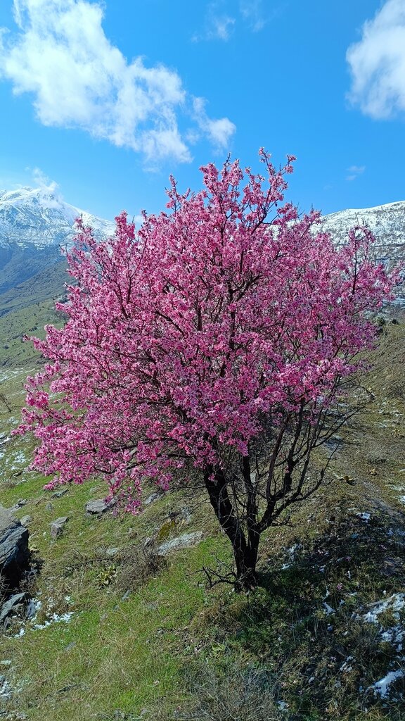 Muhtarlıklar Topaluşağı Köy Muhtarlığı, Dicle, foto