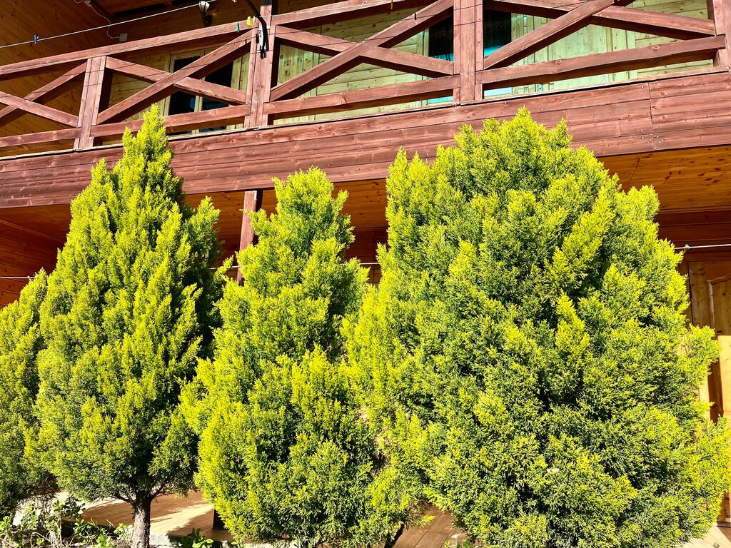 Otel Фортуна, Gagra Bölgesi, foto