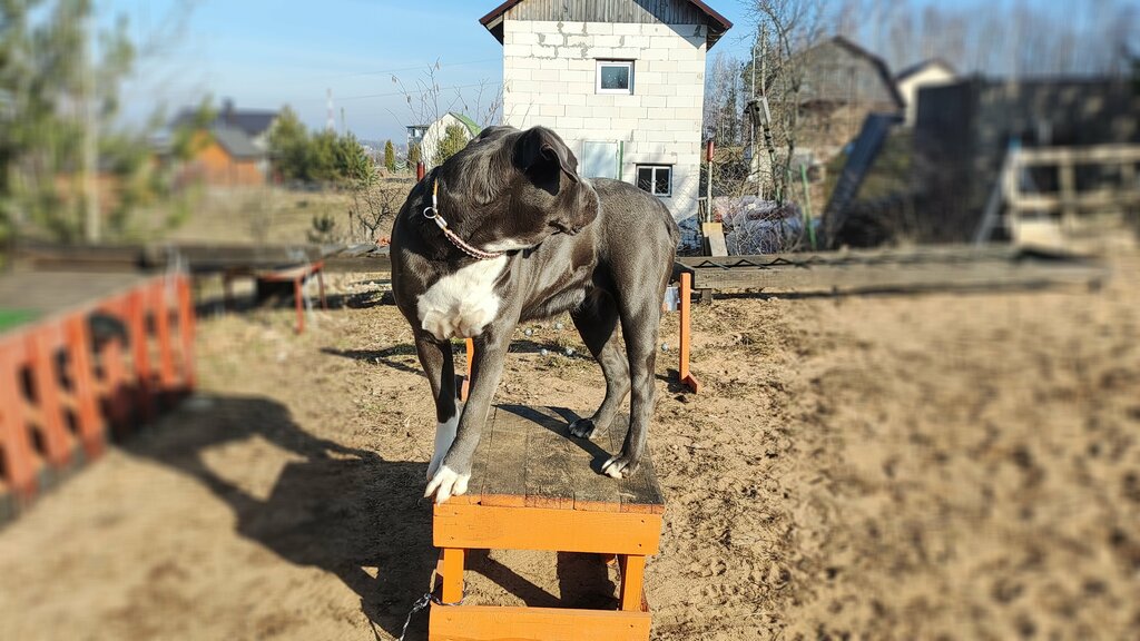 Köpek gezdirme alanları Cynologist Malishevskaya A. A., Minskaya oblastı, foto