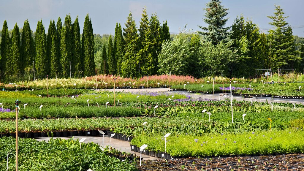 Fidan yetiştiriciliği Питомник Влада Ковальчука, Moskova ve Moskovskaya oblastı, foto