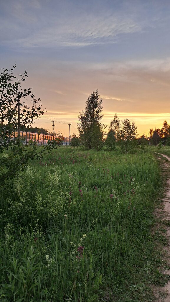 Orman Девликеевский лес, Tataristan, foto