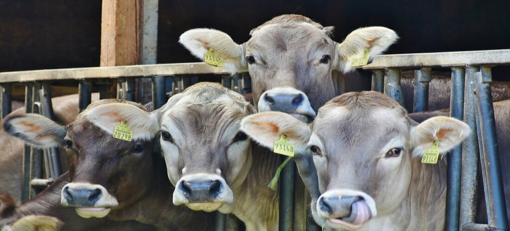 i̇laç firmaları Ülkem İlaç, Ankara, foto