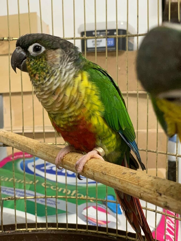 Petshop My Zoo Shop, Novorossiysk, foto
