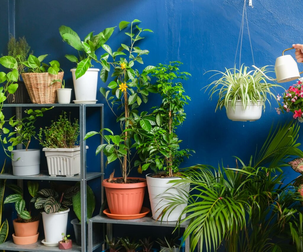 Sera ve bahçe ürünleri Plants & Gardens, Lima, foto