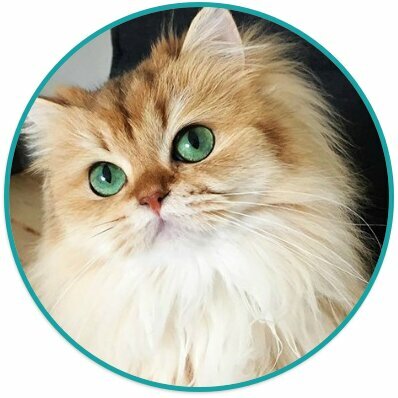 Petshop Segapet Akvaryum, Arnavutköy, foto